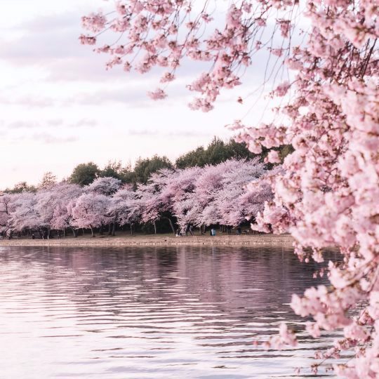 「桜」にまつわる言葉を集めました。かっこいい〜綺麗まで連想する表現をご紹介 Folk Gree ニュース